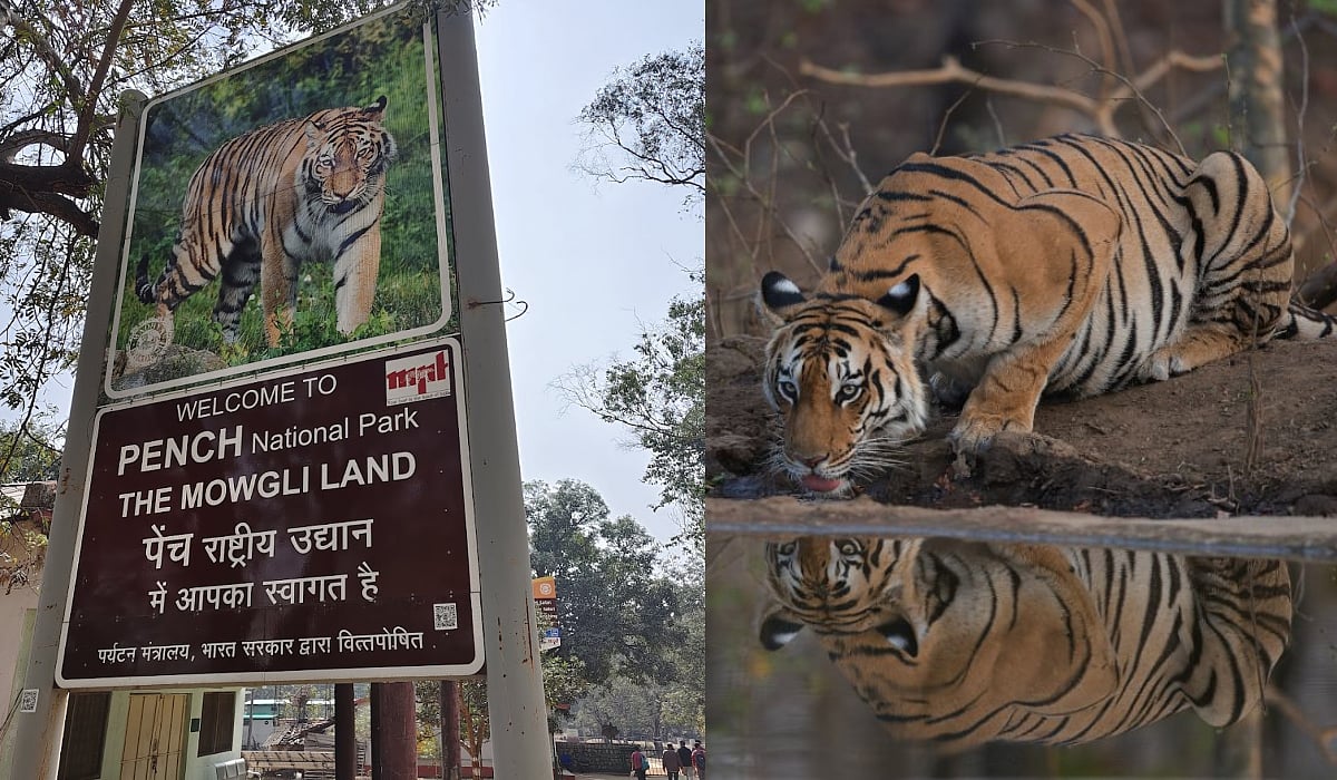 Roaring tigers to starry nights: Maha's Pench Tiger Reserve becomes ...