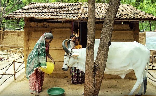 Journey through the lives and traditions of Gujarat's tribes at Adivasi ...