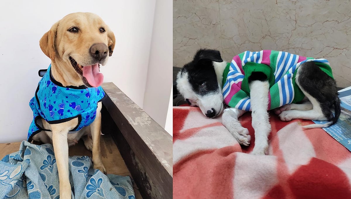 Cozy Care for Companions: Here's a guide to keep your furry friends ...