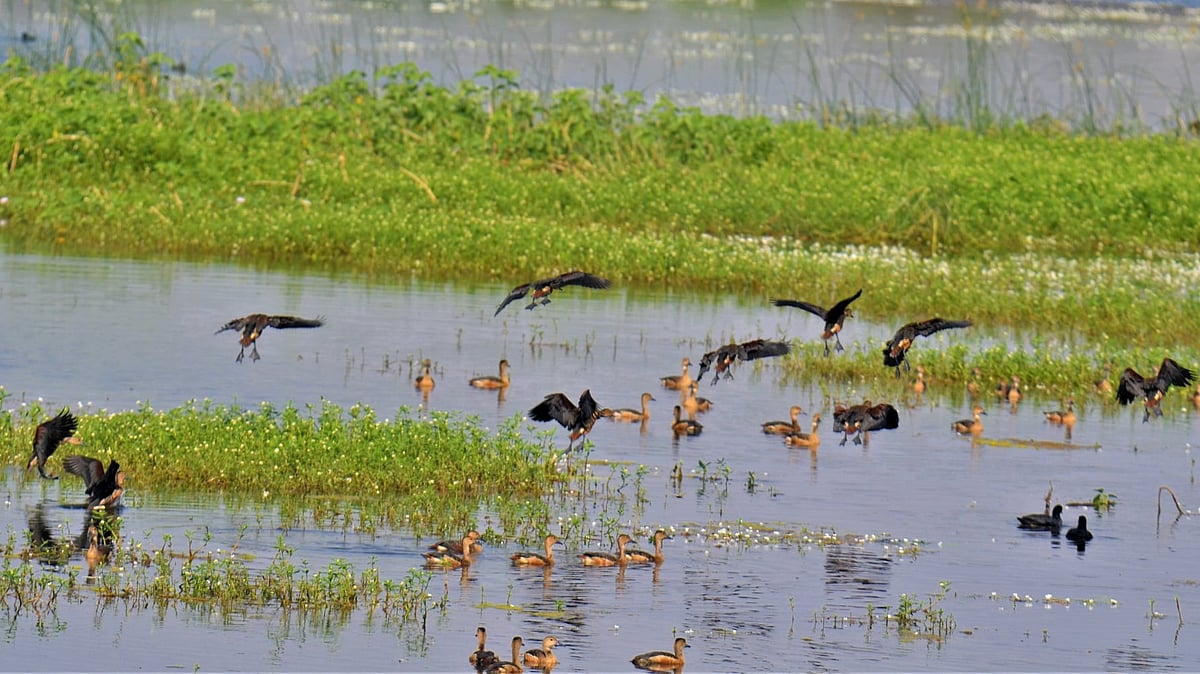 World Wetlands Day | Indore's Ramsar site, Sirpur Lake, to be protected ...