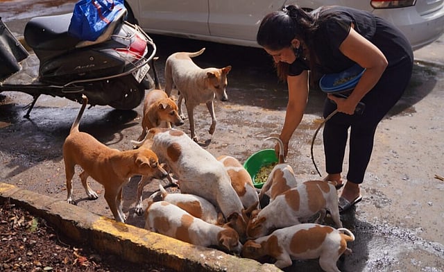 Make a pawsitive difference: Here's all about YODA, an animal welfare ...