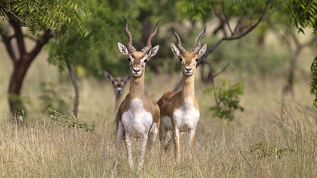 World Wildlife Day: Know about THESE 6 diverse fauna habitats near Mumbai