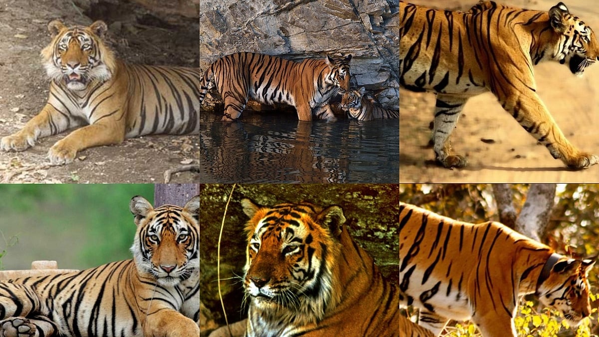 Feline Titans: Remembering India’s 6 Legendary Tigers on International ...