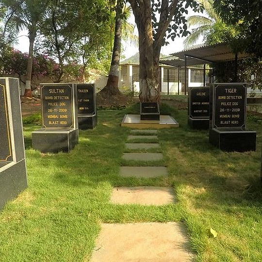 Prince, Sultan, Max, Tiger & Caesar: Heroes who saved countless lives ...