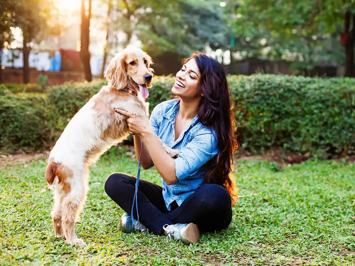 Online registration for pet dogs begins in Ahmedabad | 107 dogs ...