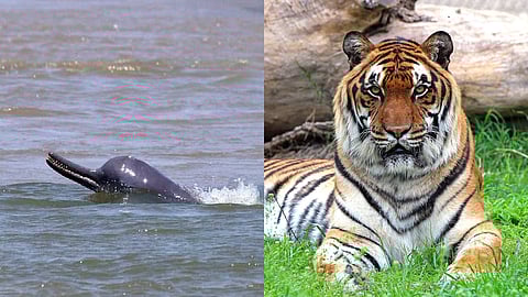 Uttar Pradesh records highest dolphin count in India, 32 more tigers in ...