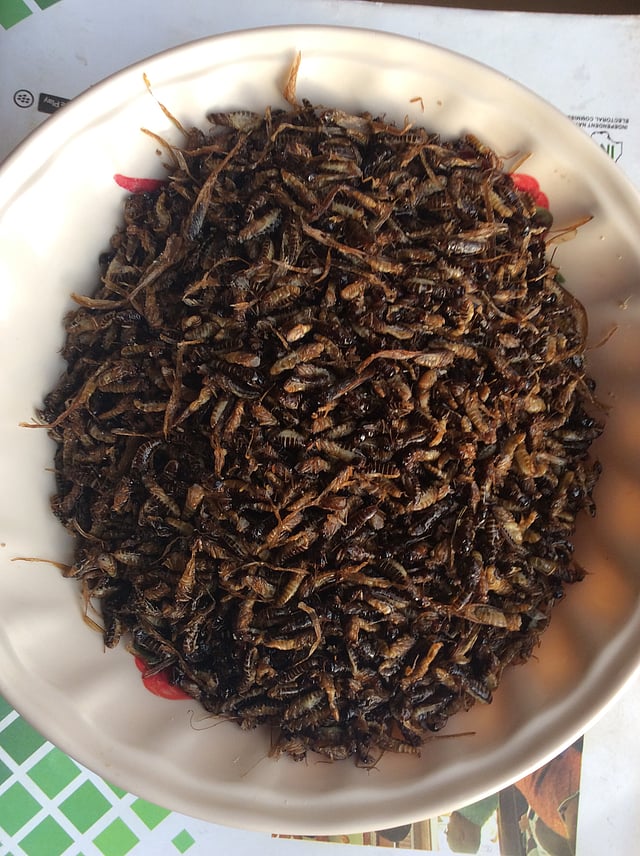 Interesting facts you need to know about flying termites (Aku)