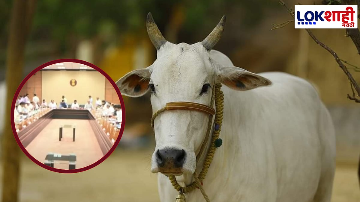 Desi cow declared as 'Rajyamata- Gomata' | देशी गाय 'राज्यमाता- गोमाता ...