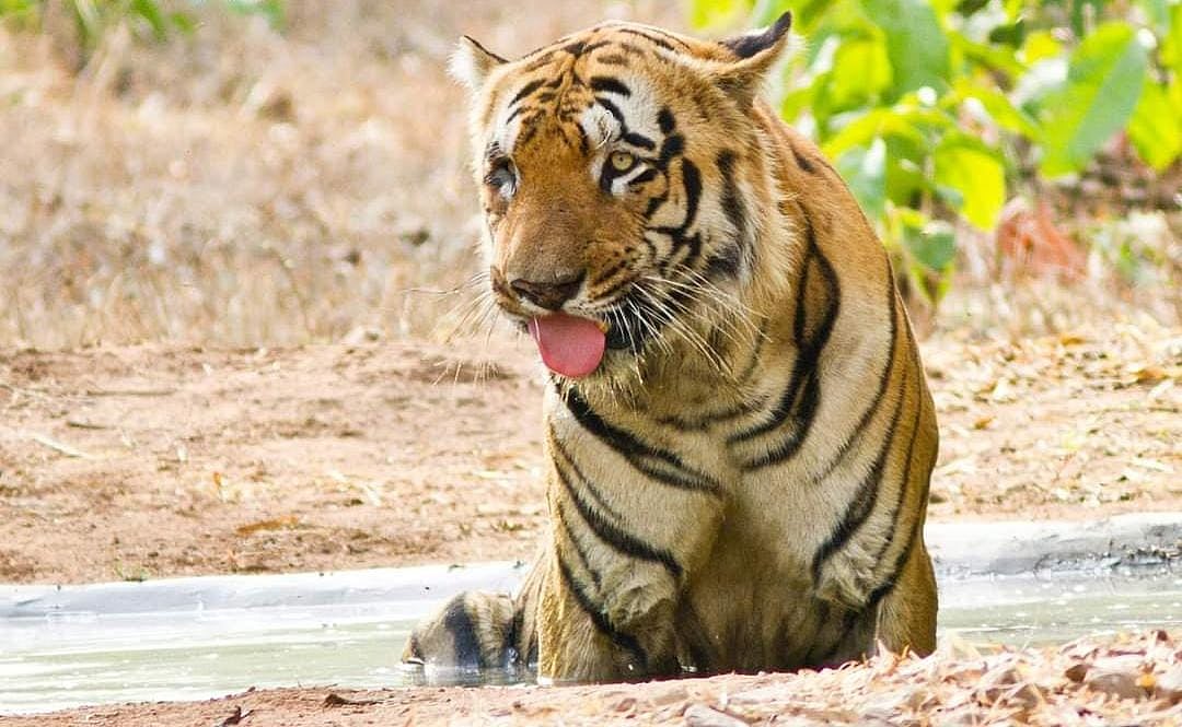 Tiger Waghdoh Dies of Old Age Tiger 'Waghdoh' Dies | राज्यातील सर्वात ...