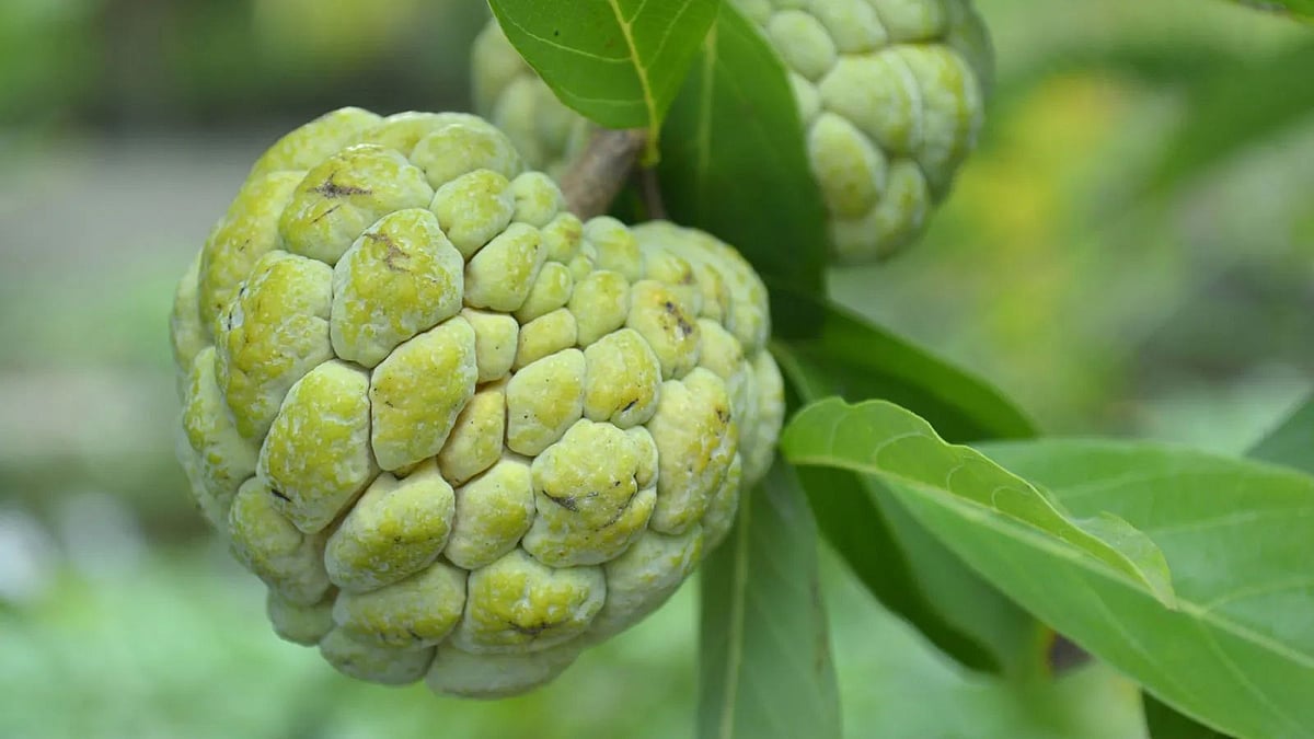 सिताफळ खाण्याचे जाणून घ्या फायदे Know the benefits of eating sital fruit