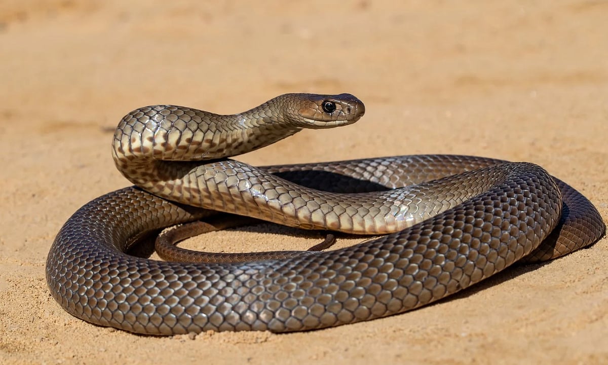 District Vice President of NCP placed poisonous snake in SDO hall ...