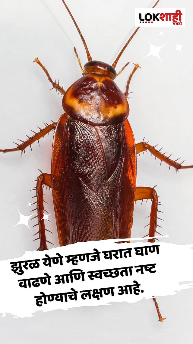 Cockroaches: केमिकल उत्पादनांचा वापर न करता करा घरातल्या झुरळांचा नायनाट