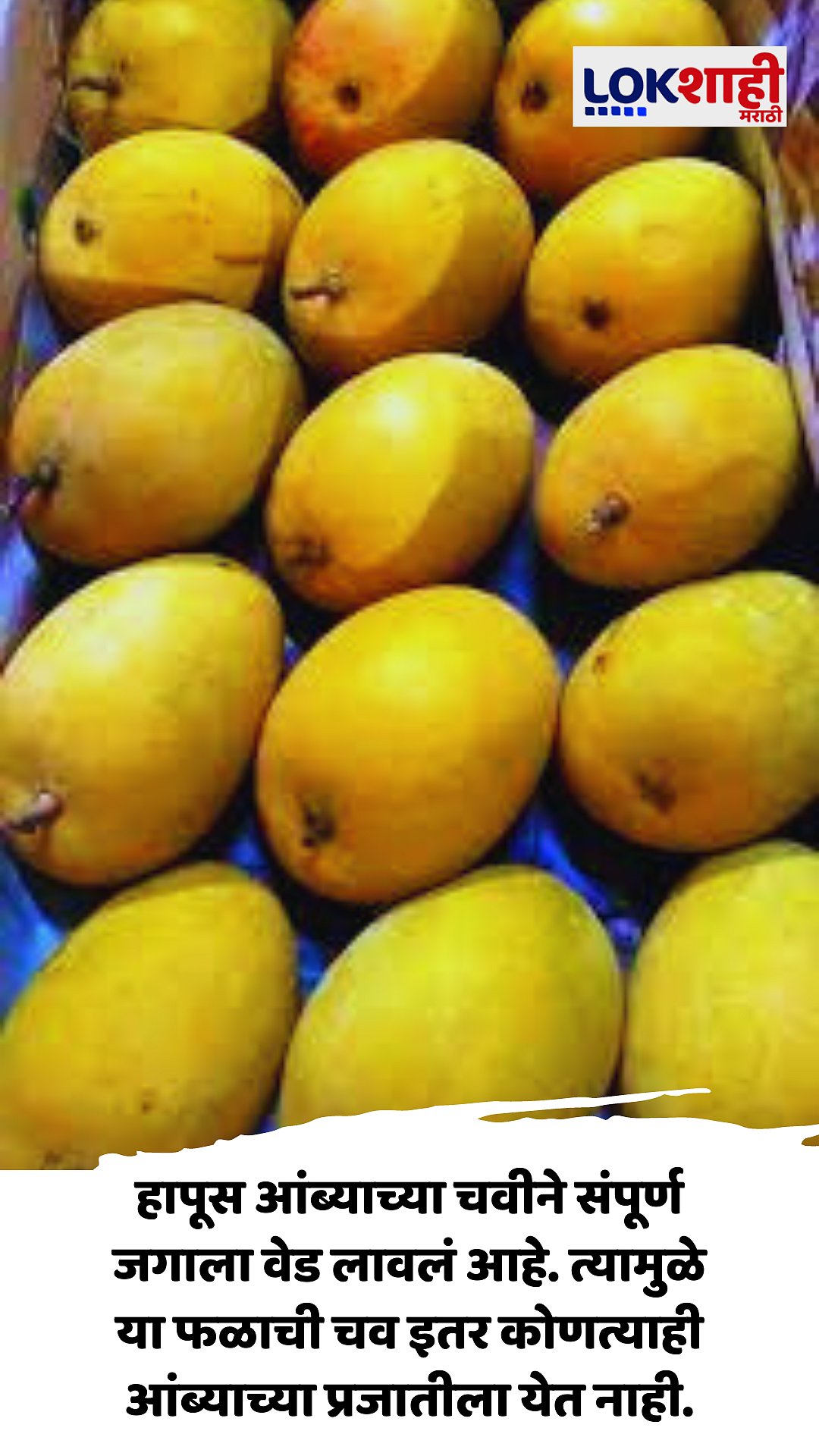 सध्या बाजारातील अनेक विक्रेते सामान्य हापूस म्हणून कोणताही आंबा ‘हापूस ...