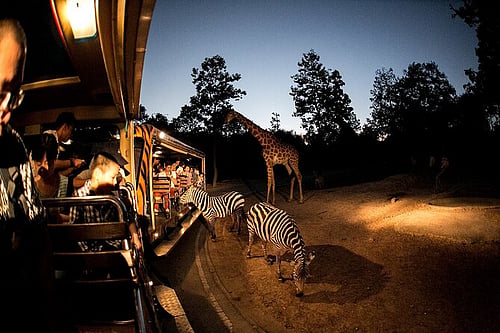Lucknow Night Safari: Kukrail Set to Become India’s First Urban Night ...