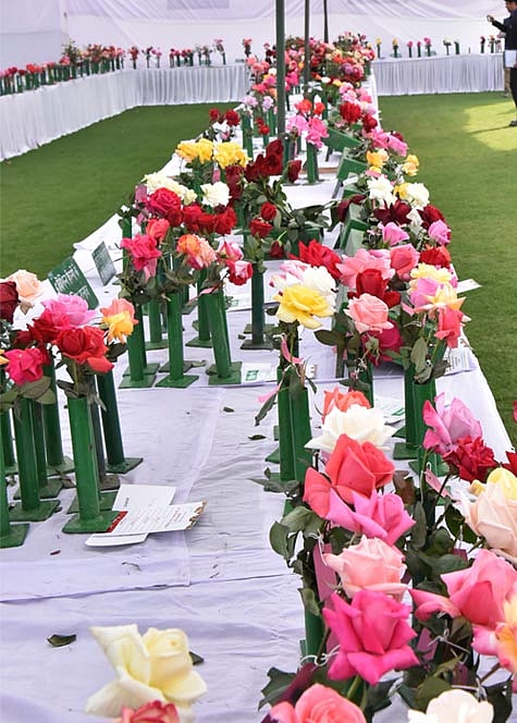 Lucknow’s Raj Bhavan Hosts Annual Flower Show: A Spectacle of Colorful ...