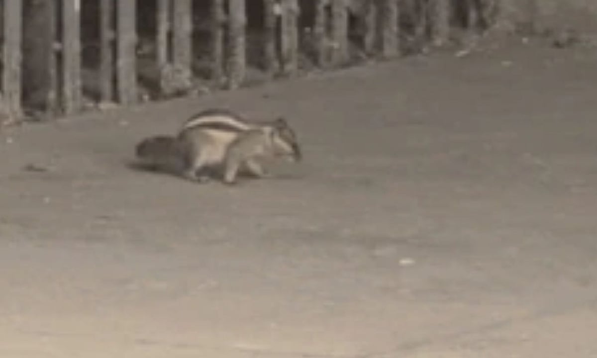 Udaipur Squirrel உதய்பூர் பல்கலைக்கழகத்தில் அணில் அட்டகாசம்: மாணவர்கள் ...