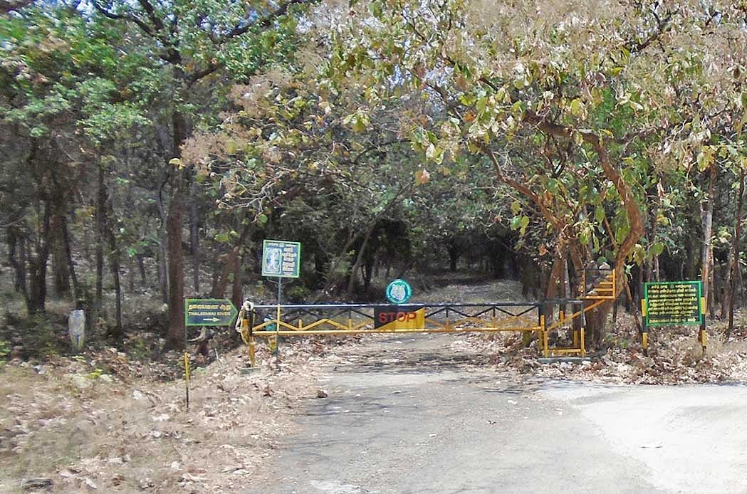 களக்காடு செங்கல்தேரி மலையில் மர்ம நபர்கள் ஊடுருவல்- சமூக வலைதளங்களில் ...