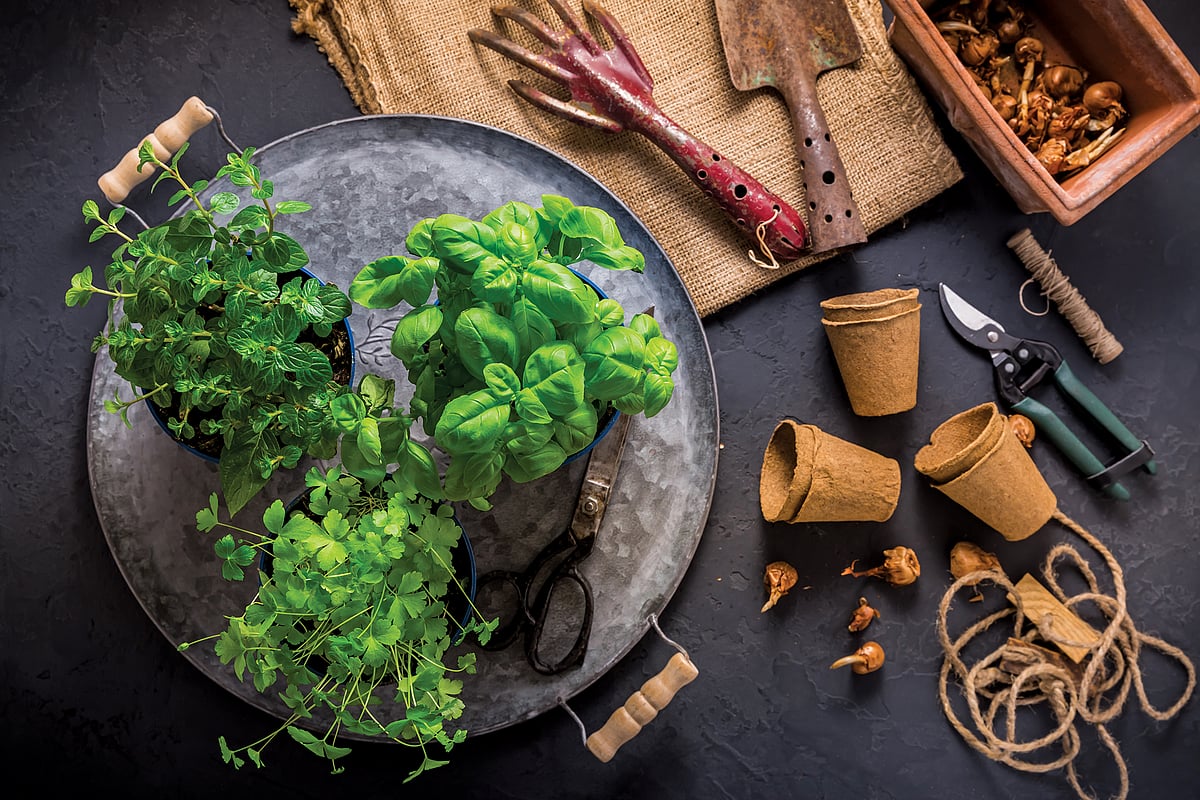 Masala recommends which herbs to grow at home