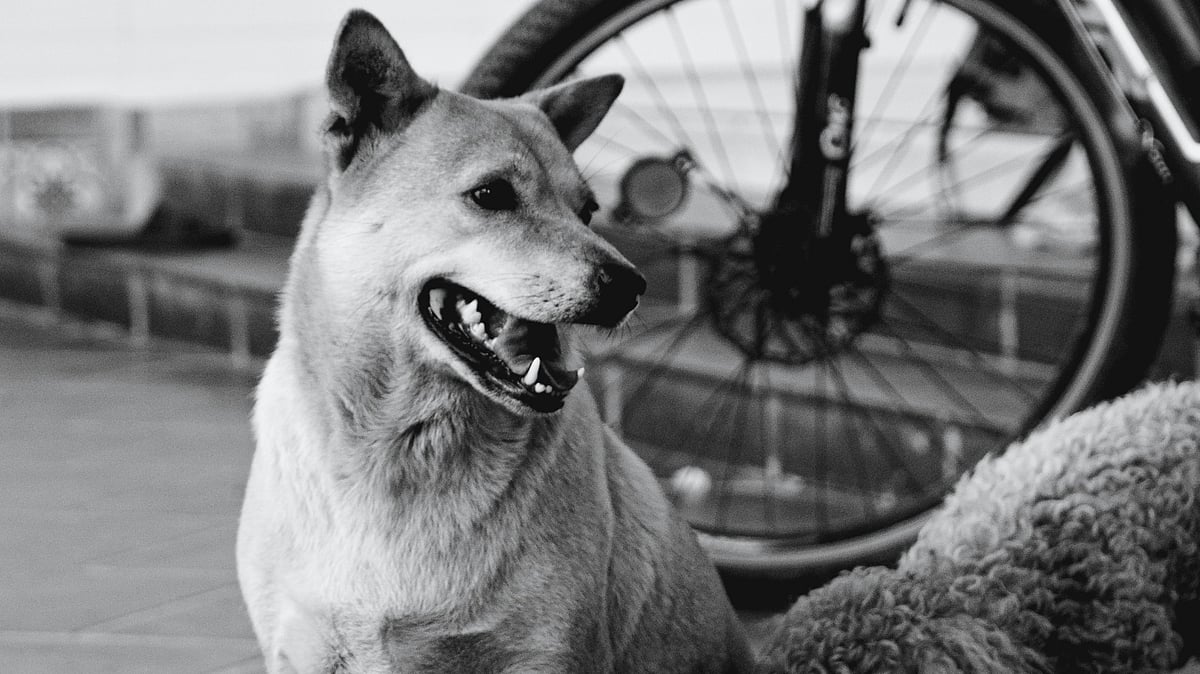 Kerala Doctors Urge Universal Rabies Vaccination for Children