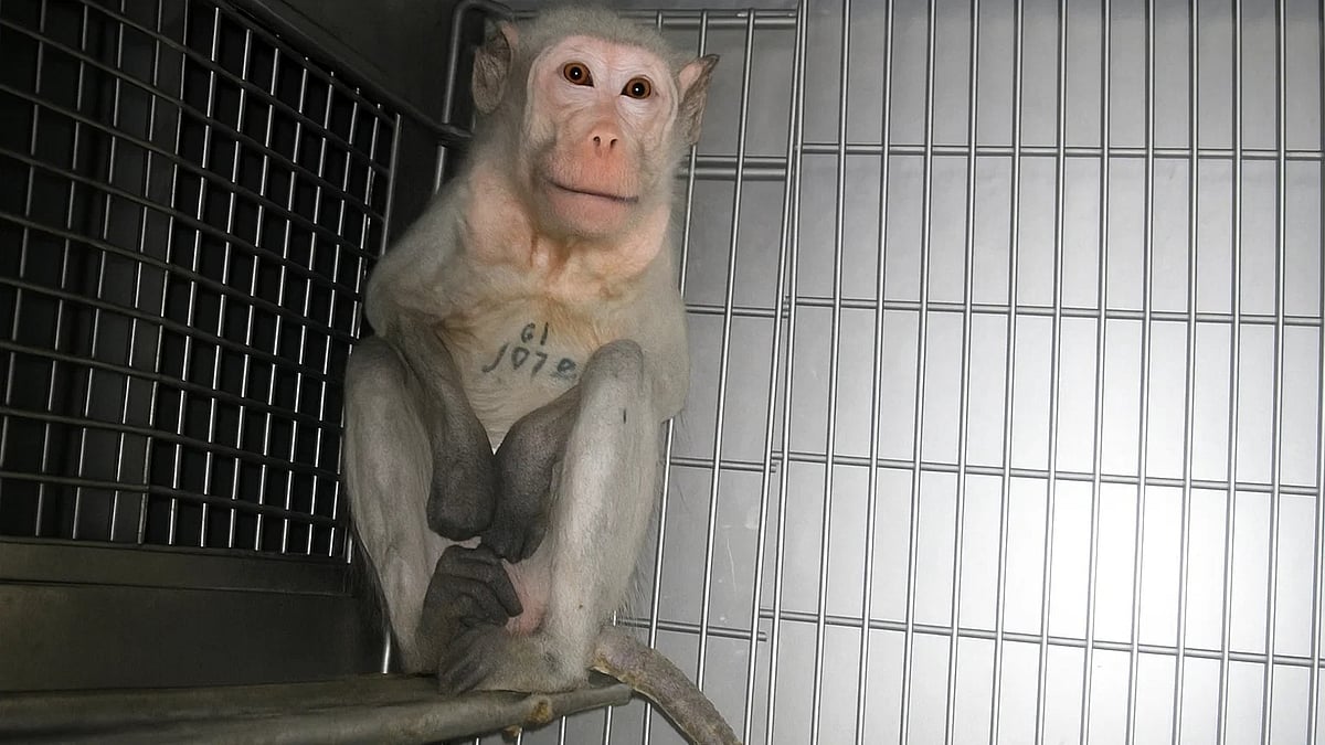 FDA to Cut Primate Testing in Drug Development