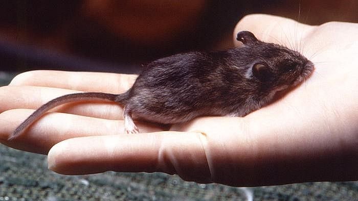 Pinpointing consciousness in animal brain using mouse ‘brain map’