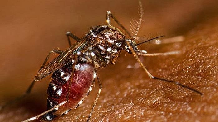 What Are Cochineal Insects