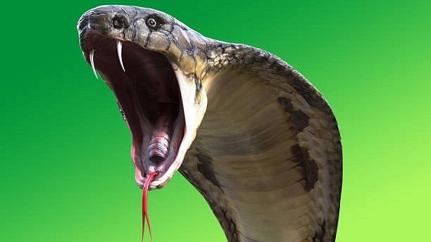 Snake Catcher in Rajasthan dies after being bitten by a Cobra