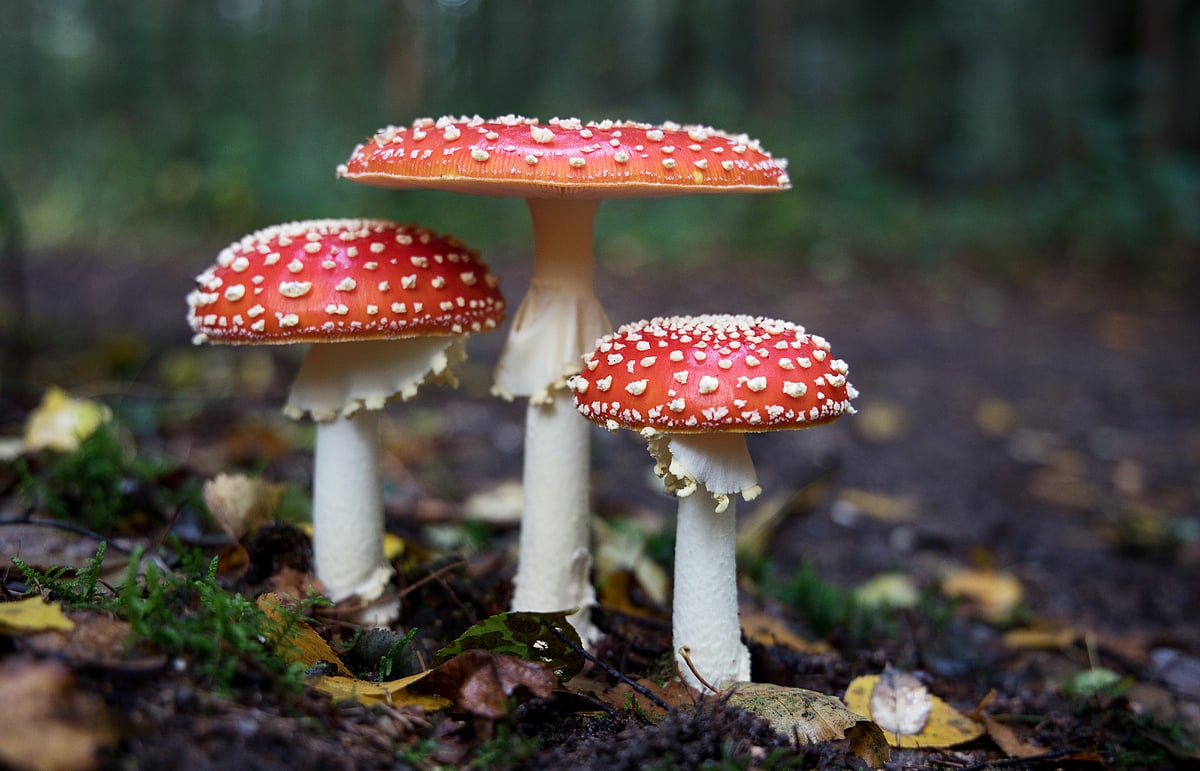 Mushroom that grows on insects could help develop cancer drugs