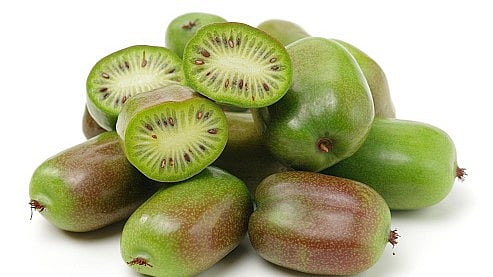 Actinidia arguta juice inhibits Lung Cancer in mice