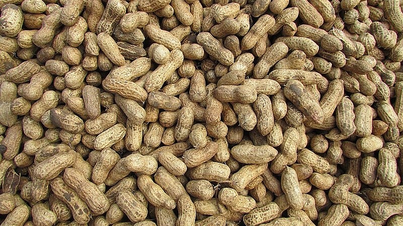 Child peanut allergy could be overcome with boiled peanuts