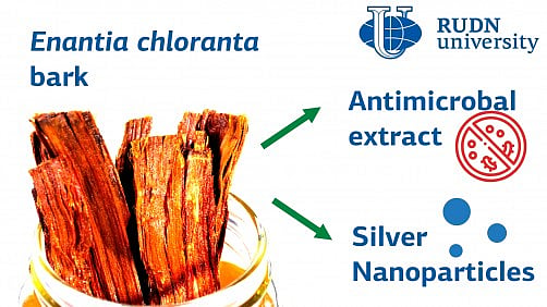 RUDN Microbiologists Obtained Antimicrobial Drugs From the Bark of an ...