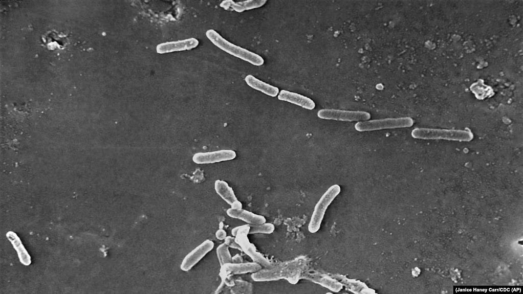 Bacteria Communicate like Us – and We Could Use This to Help Address ...
