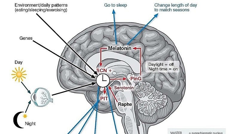 How age and sex influence our body clocks