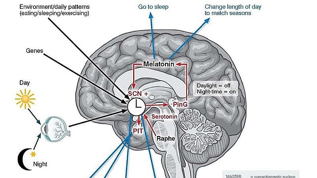 How age and sex influence our body clocks