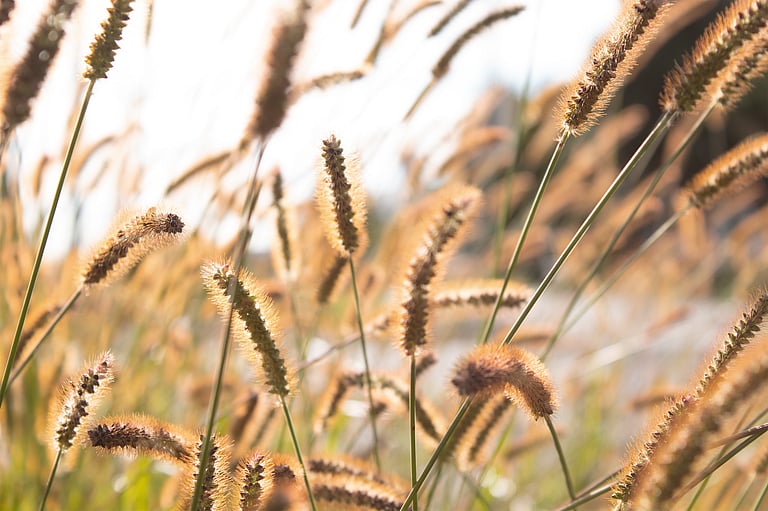 International Year of Millets: Potential for Health and Climate Sorcery