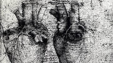 Leonardo da Vinci Dissected Corpses