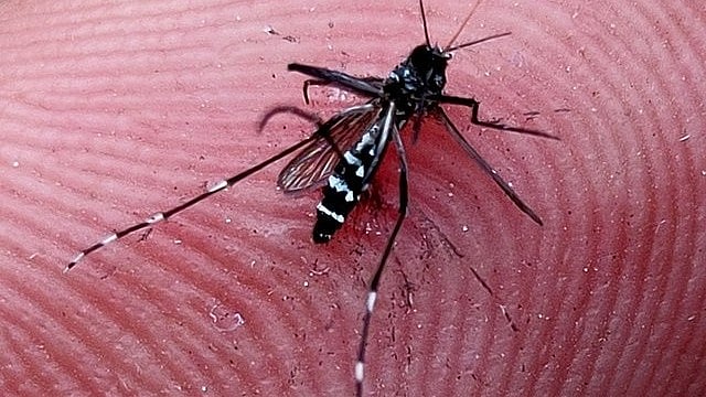 Delhi Chemists asked not to sell Aspirin and Ibuprofen amid rising ...