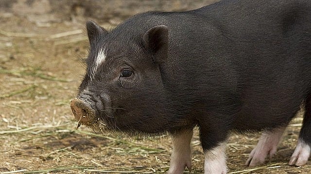 Pig Kidney Works in Donated Body for Over a Month