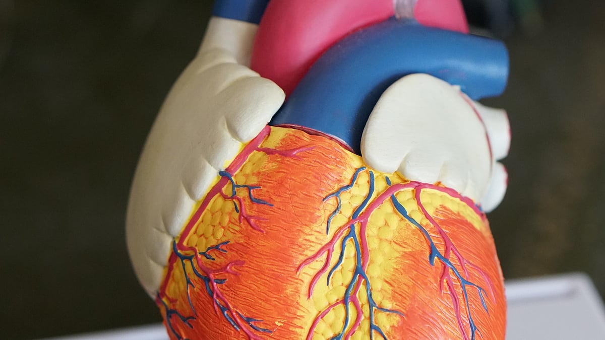 A remarkable breakthrough has unveiled a miniature human heart model ...