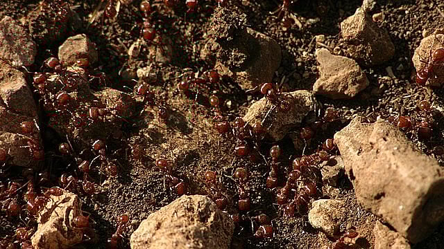 Fire Ant Allergy: Overcoming the Challenges of Venom Immunotherapy