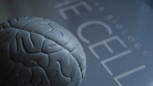 Autism-Associated Gene Alters Brain Cell Identity