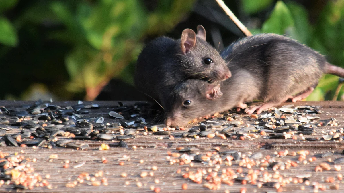 How Mice Choose To Eat Or To Drink