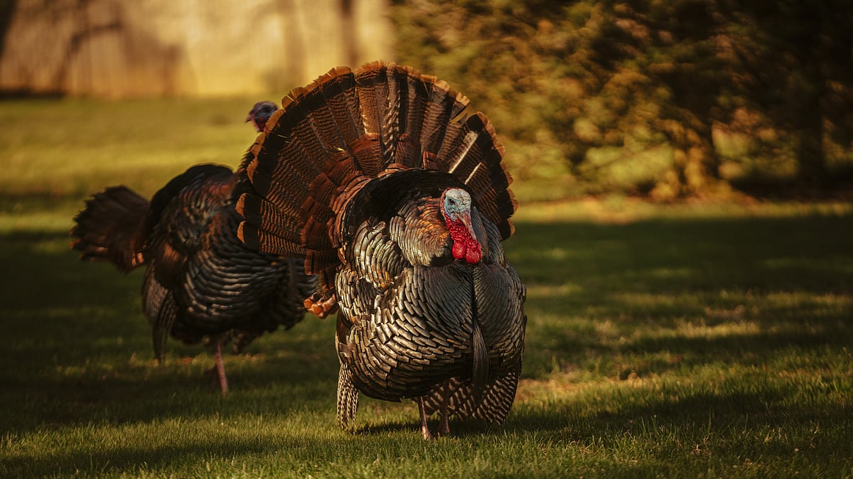 Could Eating Turkey Ease Colitis?