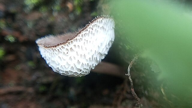 Unlocking the Secrets of Disease-Causing Fungus Aspergillus Fumigatus