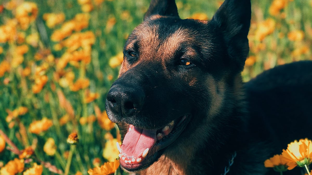 A Record Number of Californians Are Visiting Emergency Rooms for Dog Bites