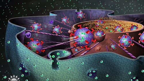 Study Reveals New Connection Between Impaired Autophagy And Heart Failure