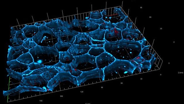 Imaging Platforms Provide Deeper Look at Live Cells