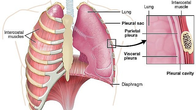 Scientists Discover Hidden Army of Lung Flu Fighters