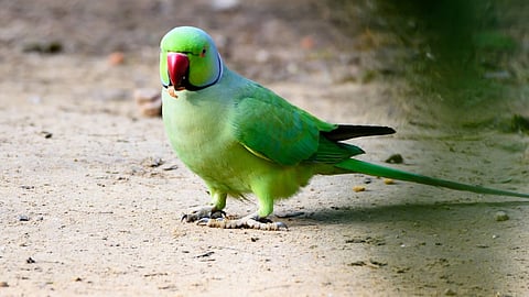 Parrot Removes Broken Teeth from Mouth Like Dentist; Video Viral