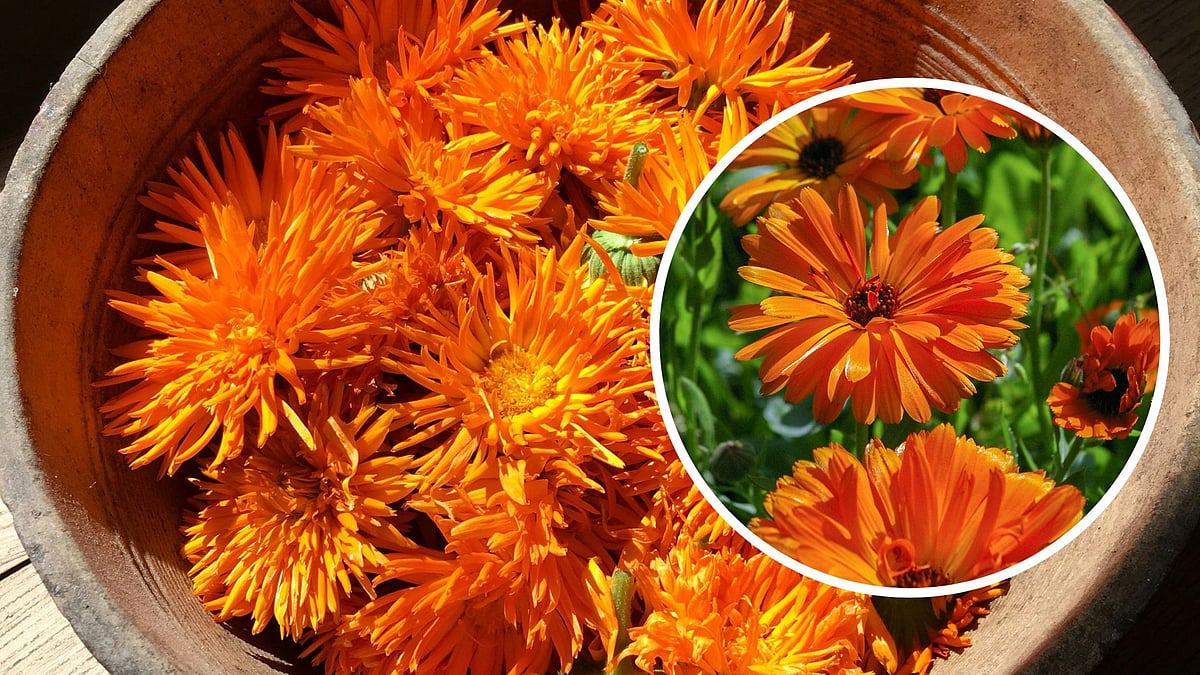 Unveiling the Healing Power: Exploring Calendula's Medicinal Applications